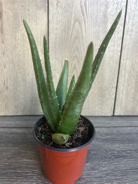 Aloe Vera Plant In Pot Etsy