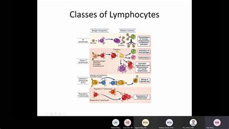 Basic Immunology Abbas Notes Lasopayourself