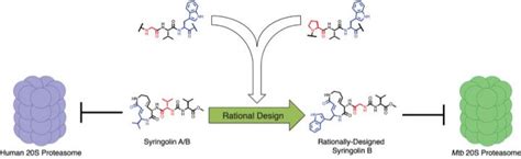 New Compound Targets Tb Bacteriums Defense Against The Immune System