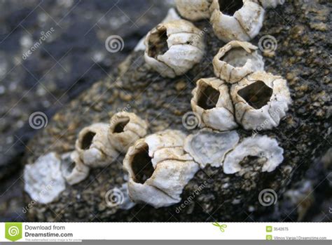 Barnacles Clipart
