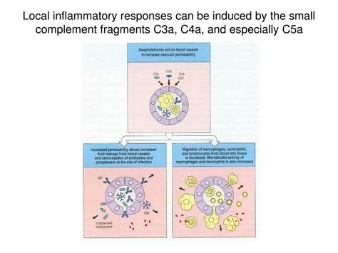 Ppt The Complement System Powerpoint Presentation Free Download Id3562361