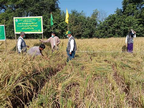 ခန္တီးမြို့နယ် လာဝယ်ကျေးရွာတွင် မိုးစပါးမျိုးစေ့ထုတ်စိုက်ခင်း စံကွက်ရိတ်သိမ်း Information And
