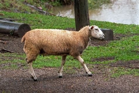 White Sheep Stock Image Image Of Lovely Natural Dorper 297998591