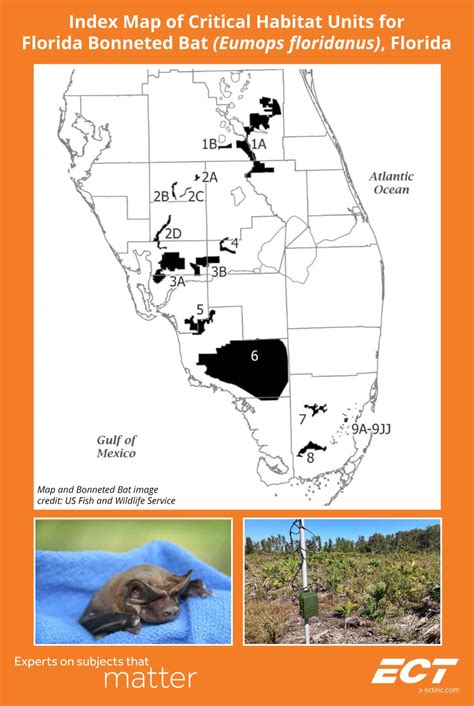 Bonneted Bat Critical Habitat At Bryan Polley Blog