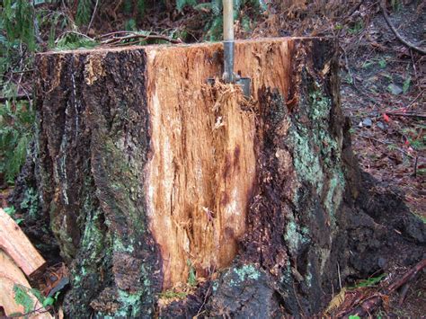 Reading The Washington Landscape Phellinus Weirii And Douglas Fir