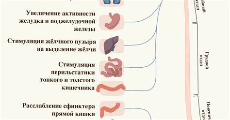 Парасимпатическая нервная система Большая российская энциклопедия