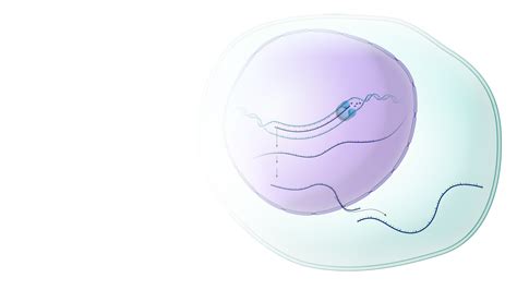 Messenger Rna Mrna