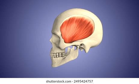 Hundred Temporalis Muscle Royalty Free Images Stock Photos Pictures Shutterstock