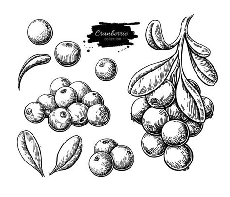14500 Cranberries Stock Illustrations Royalty Free Vector Graphics
