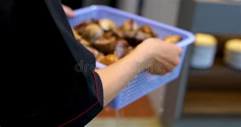 Bivalve Mollusks Bivalves Or Plate Gilled Bivalvia Bivalva