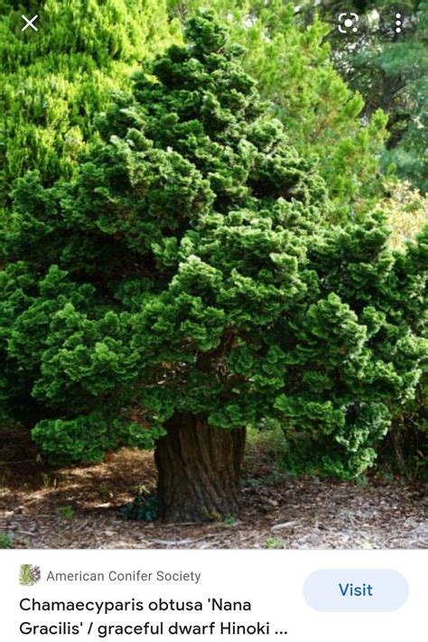 Chamaecyparis Obtusa Ellie B Ellie B Hinoki Cypress Conifer Trinomial