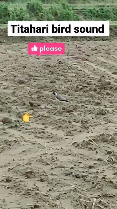 Titahari Bird Sound टिटहरी पक्षी की आवाज Shorts Youtube
