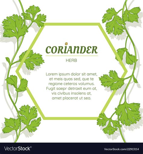 Coriander Leaves Banner On White Background Vector Image