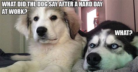 9gag Pun Husky