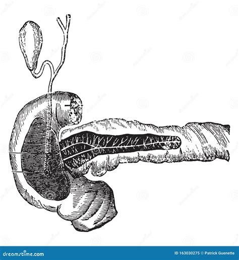 Pancreatic Secretion Illustration Cartoon Vector