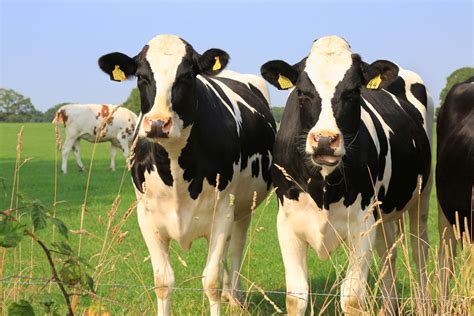 Cows