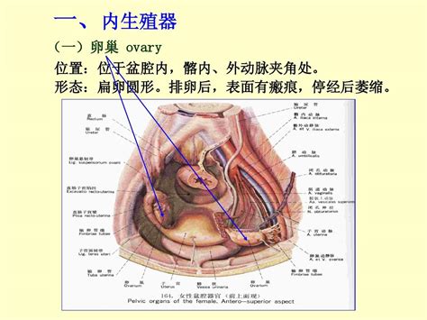 解剖学生殖系统word文档在线阅读与下载无忧文档