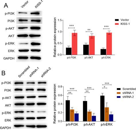 Kisspeptin Induces The Activation Of Pi3k Akt Erk Signalling Pathway