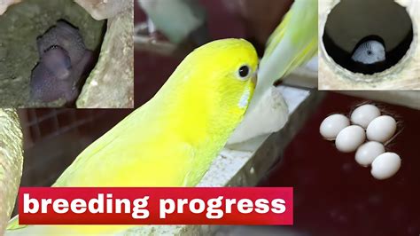Budgies Breeding Progress November Month Excellent Breeding Youtube