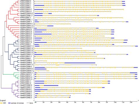 Intron Exon Organization Pattern Of A Thaliana Proteins The Pattern