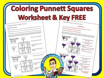 Punnett Squares Coloring Worksheet Mendelian FREE By Sidol S Science