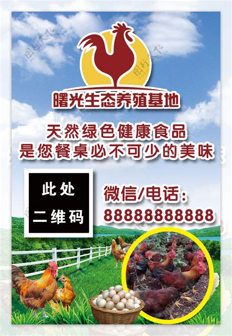 溜达鸡生态养殖海报图片素材 编号30998495 图行天下