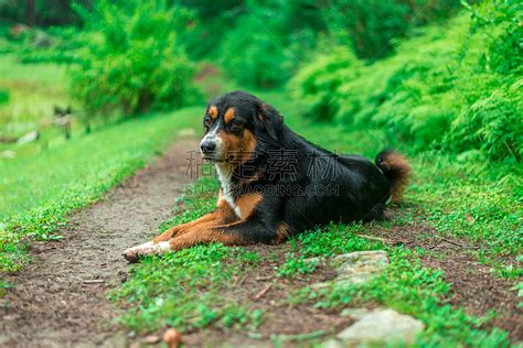 罗威纳犬小狗后院看宠物纯种犬垂直画幅图像狗一只动物图片素材下载 稿定素材