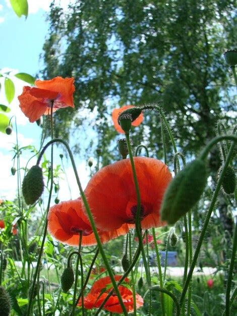 Fleurs De Pavot Rouge Avec Une Abeille Et Des Champs De Blé Sur Le Fond
