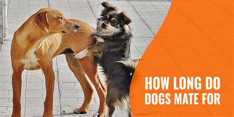 How Long Do Dogs Mate For Tie Initiation Ejaculation And Faq