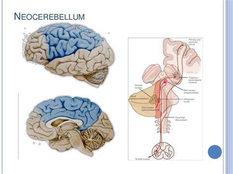 Cerebellum Anatomy And Physiology