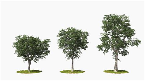 Wind Tree 001 Animation 3d Model 25 Max Unknown Obj Fbx Free3d