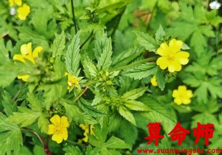 面相中的三白眼是什么意思 算命师