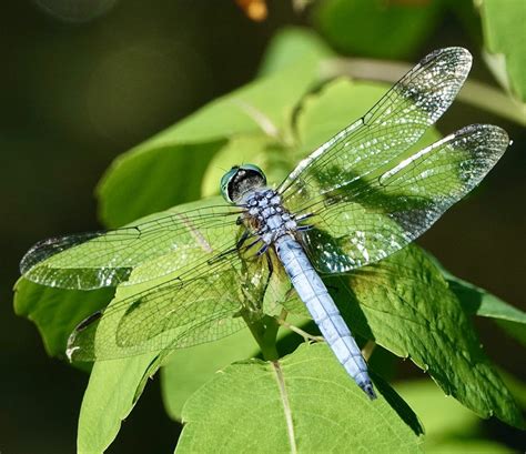 Pachydiplax Longipennis Blue Dasher 10 000 Things Of The Pacific