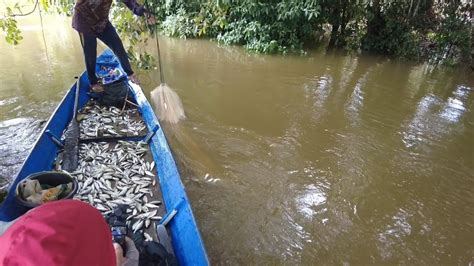 BEGINILAH KALAU LAGI MUSIMNYA IKAN MUDIK YouTube
