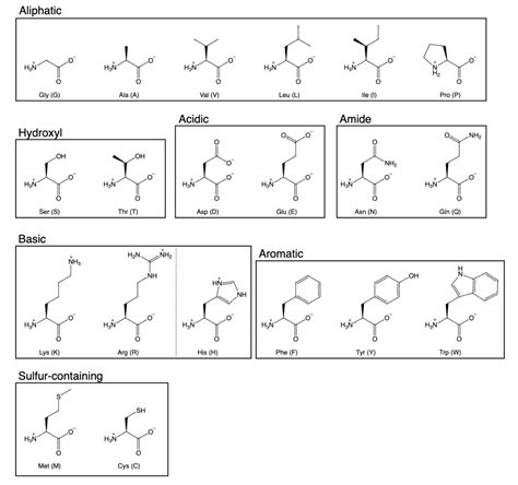 Solved 1 6 Pts Draw The Structure Of The Peptide Course Hero