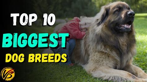 Top 10 Biggest Dog Breeds In The World Largest Dog Breeds Tall Dog