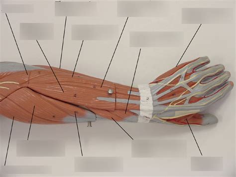 Human Dorsal Forearm And Hand Diagram Quizlet