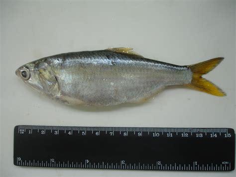 Cetengraulis Edentulus Cuvier 1829