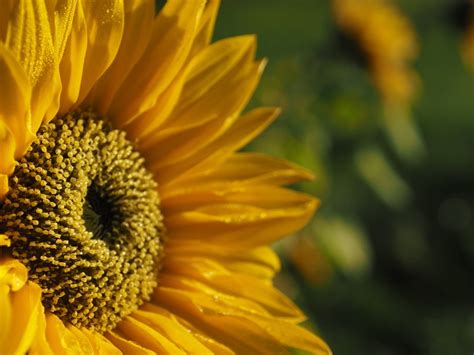 Sonnenblume Blume Natur Kostenloses Foto Auf Pixabay Pixabay