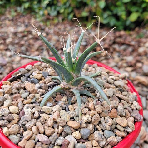 Agave Leuchtenbergia Principipis Succulents World