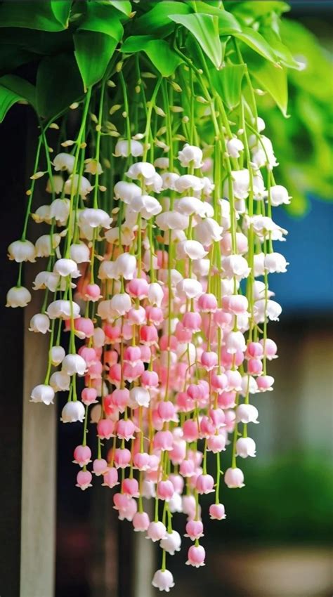 Pin by Candy on M 美圖 花 Beautiful flowers pictures Pretty flowers Amazing flowers