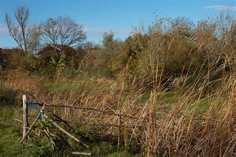 무료 사진 시골 시골의 가을 시즌 풀이 무성한 강둑