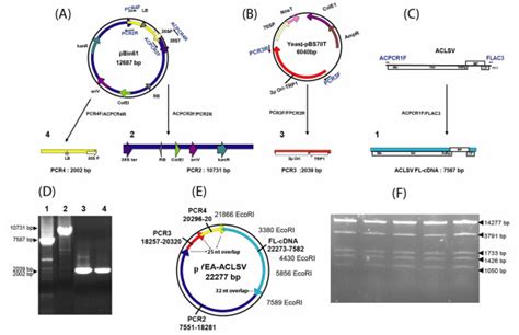 One Step Assembly By Homologous Recombination In Yeast Of A Ternary Download Scientific Diagram