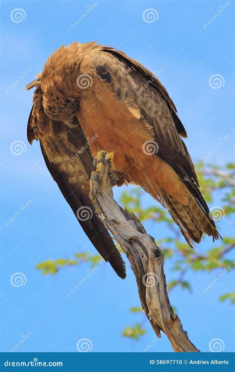 Yellow Billed Kite Wild Bird Background From Africa Grooming Time