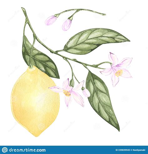 Set Of Watercolor Illustrations Of Yellow Citrus Lemon Fruits Flowers