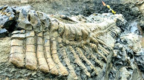 Paleontologists Found 16 Million Years Old Dinosaur Fossils In Kutch