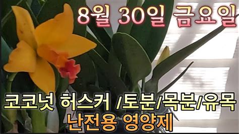 맘스플라워 난 전용 분갈이 용토 영양제 희귀난 등 Youtube
