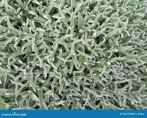 Nature Green Leaves Wall Texture Of The Tropical Forest Plant On Black