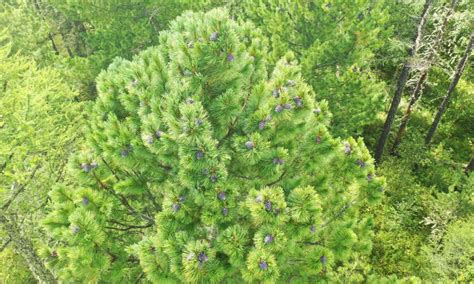 Ойн газар Засгийн газрын хэрэгжүүлэгч агентлаг