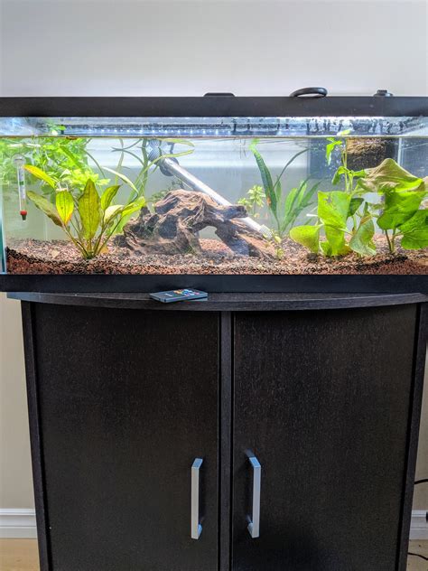 Stocking Ideas R Aquariums
